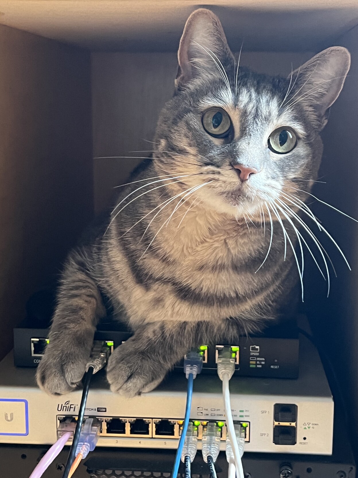 Joshua Thayer (@joshua@pigeons.club) - pigeons.club